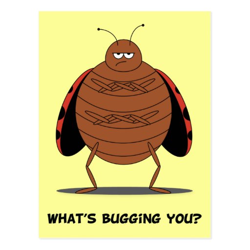 What's Bugging You Postcard | Zazzle