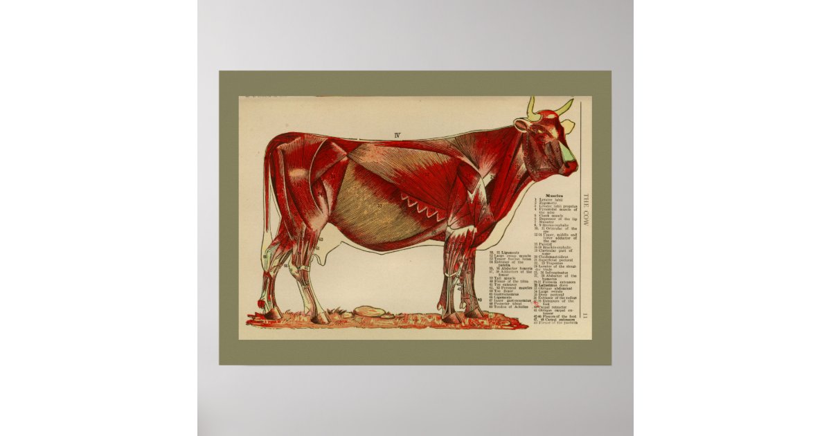 1917 Vintage Cow Muscle Anatomy Chart | Zazzle