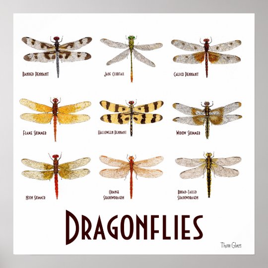 9 Dragonfly Species Poster | Zazzle.ca