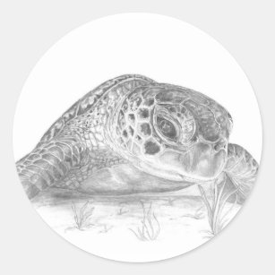 Turtle Drawing Stickers | Zazzle CA