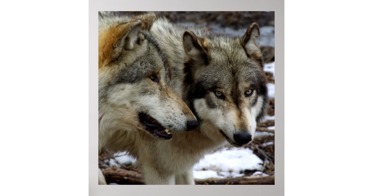 A Wolf Conversation Poster | Zazzle
