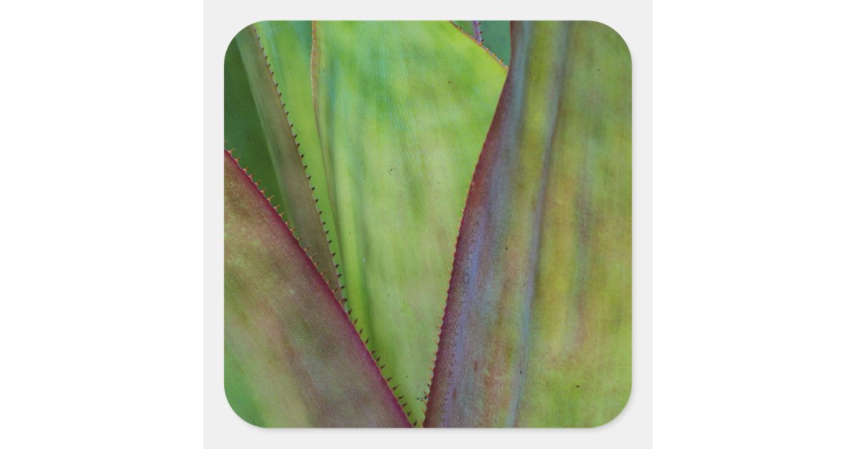 Agave Plant Detail Square Sticker | Zazzle