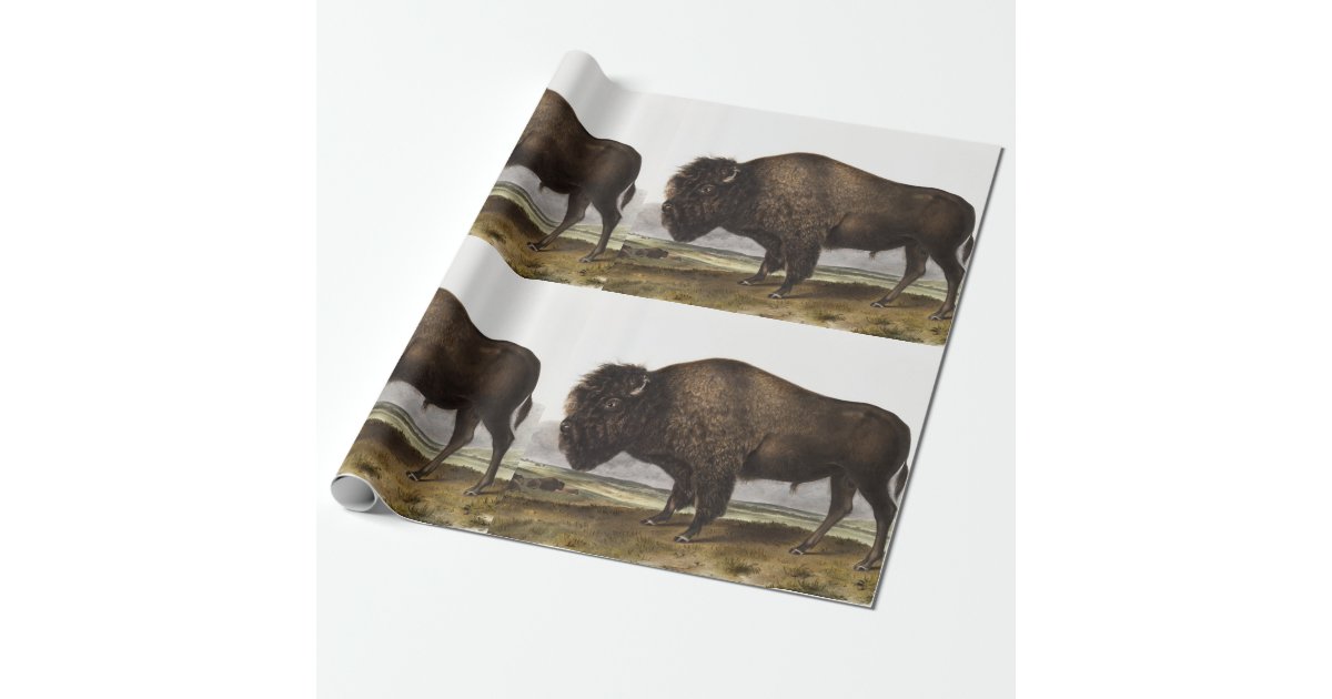American Bison (Bos Americanus) Illustration Wrapping Paper | Zazzle