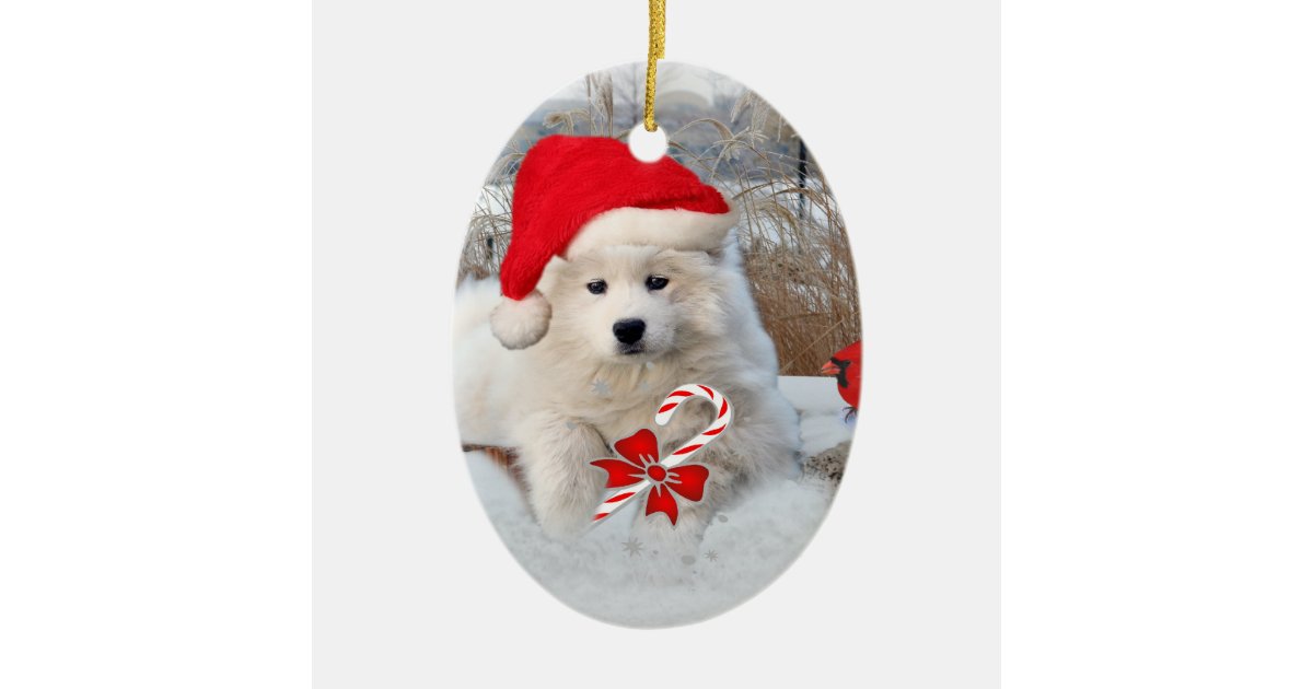 American Eskimo Merry Christmas Ornament | Zazzle