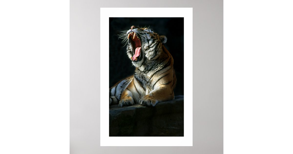 Amur Tiger #7-Poster Poster | Zazzle