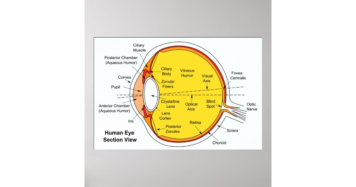 Anatomical Diagram of the Human Eye Ball Poster | Zazzle