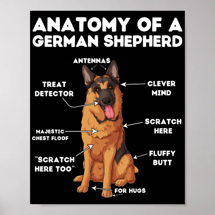 Anatomy of a German Shepherd Poster | Zazzle