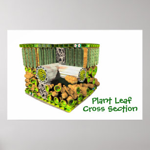 Plant Anatomy Posters, Prints & Poster Printing | Zazzle