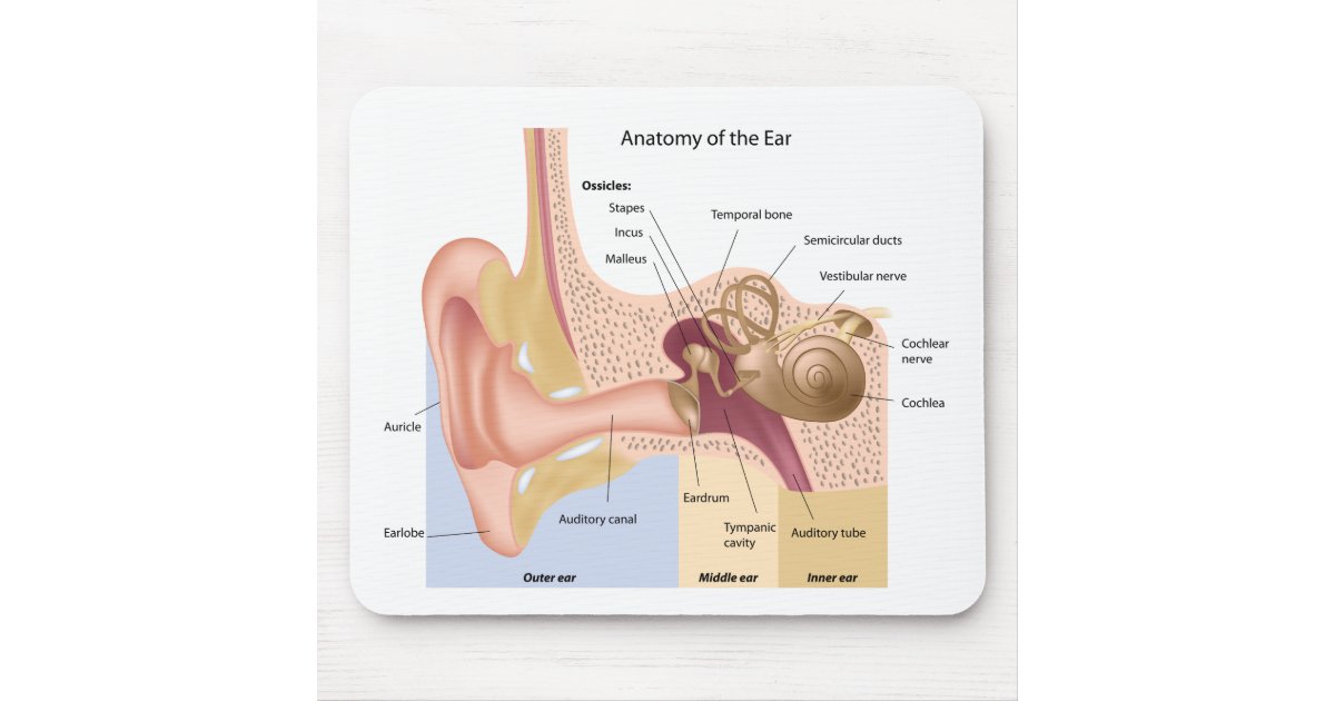 Anatomy of Human Ear Mousepad | Zazzle
