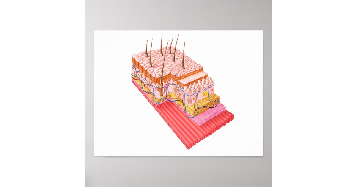 Anatomy Of The Human Skin Poster | Zazzle