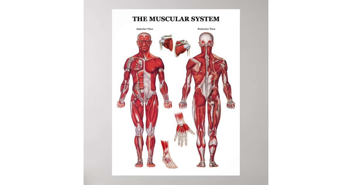 Anatomy Poster | Zazzle