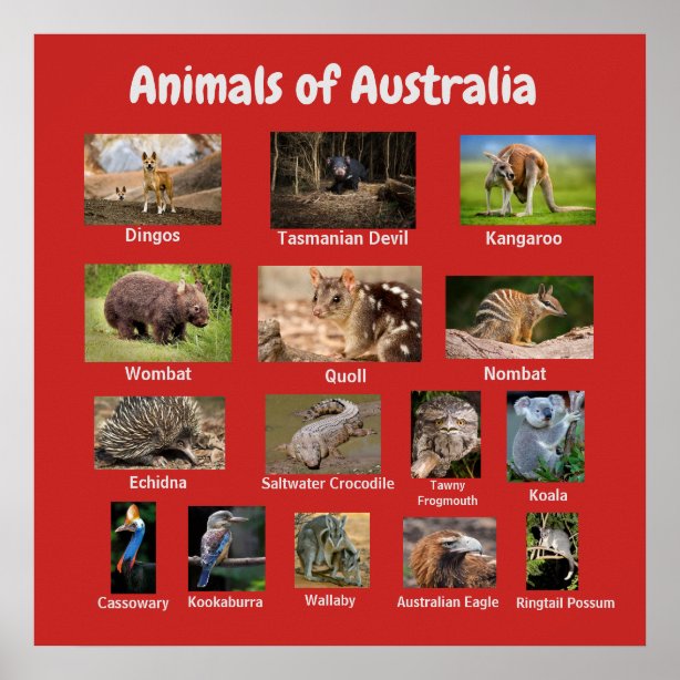 Australian Animal Posters, Prints & Poster Printing | Zazzle CA