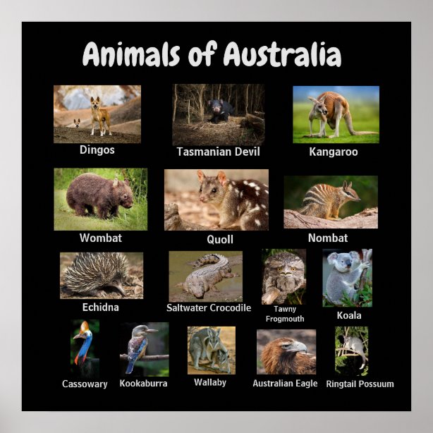 Australian Animal Posters, Prints & Poster Printing | Zazzle CA