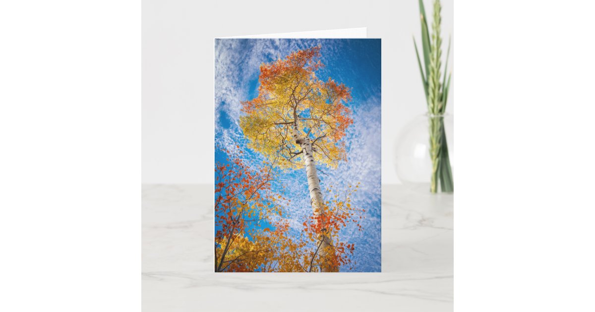 Aspen Card, Blank Inside Card | Zazzle