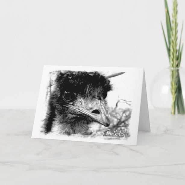 Emu Birthday Cards | Zazzle CA