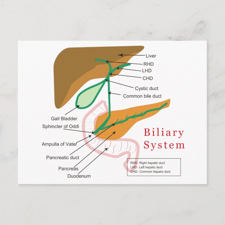 Biliary System Diagram Chart Bile Duct Postcard | Zazzle