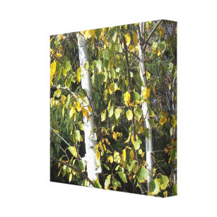 Birch Tree Canvas Prints & Wall Art | Zazzle.ca