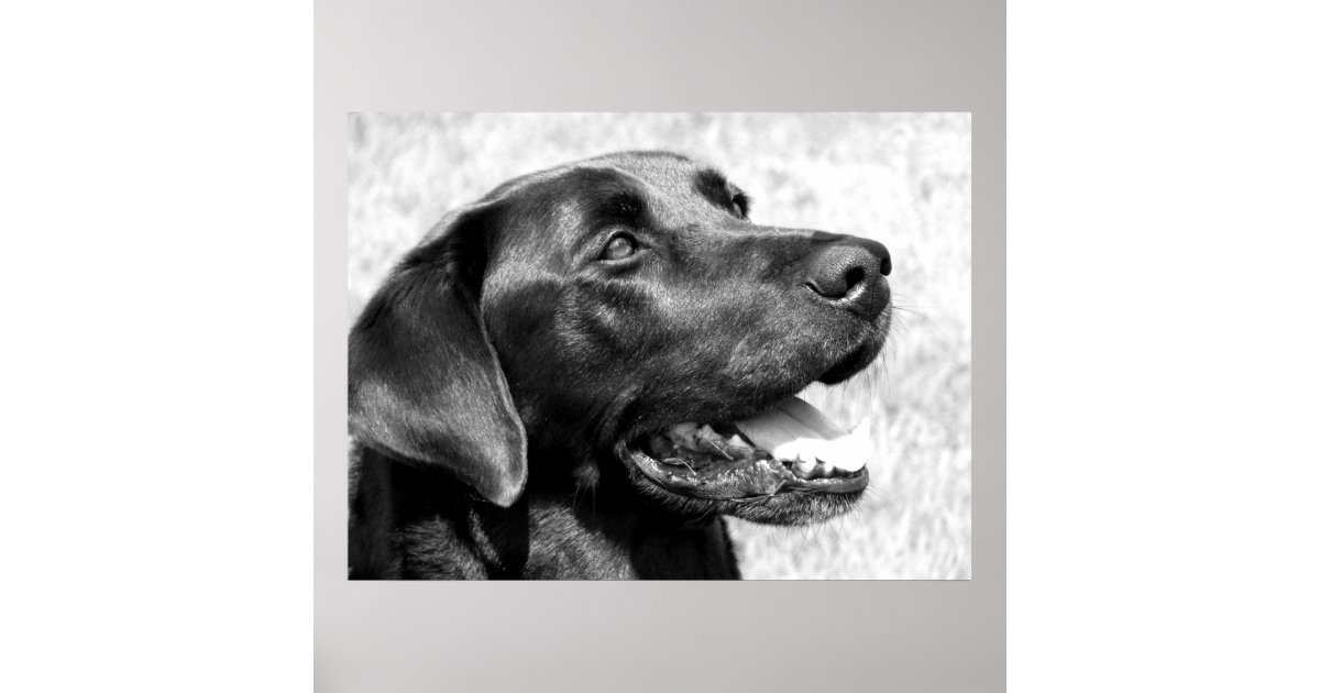 Black Lab Poster | Zazzle