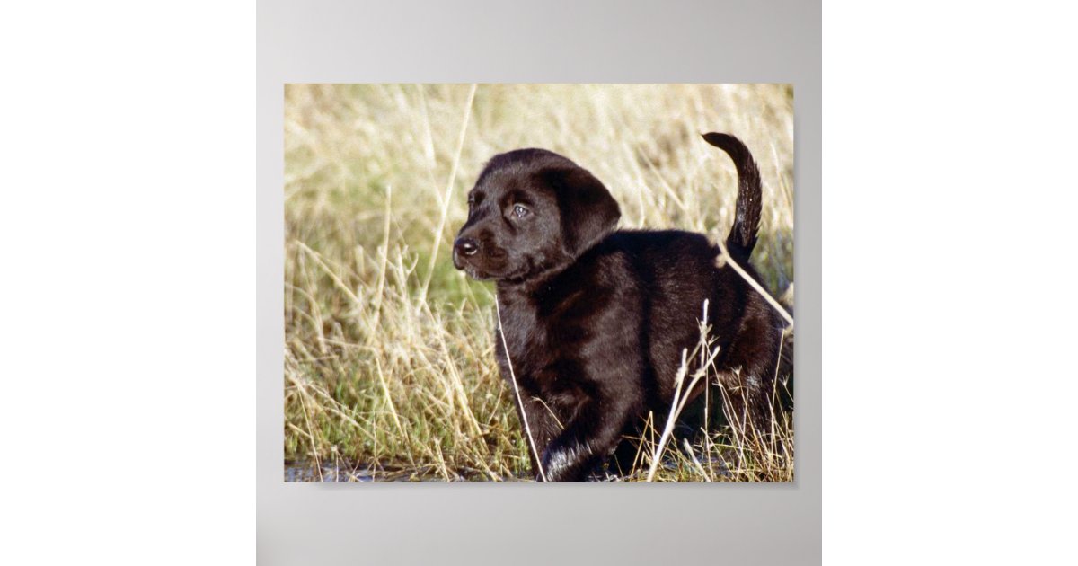 Black Lab Puppy Poster | Zazzle