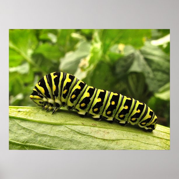 Caterpillar Posters, Prints & Poster Printing | Zazzle CA