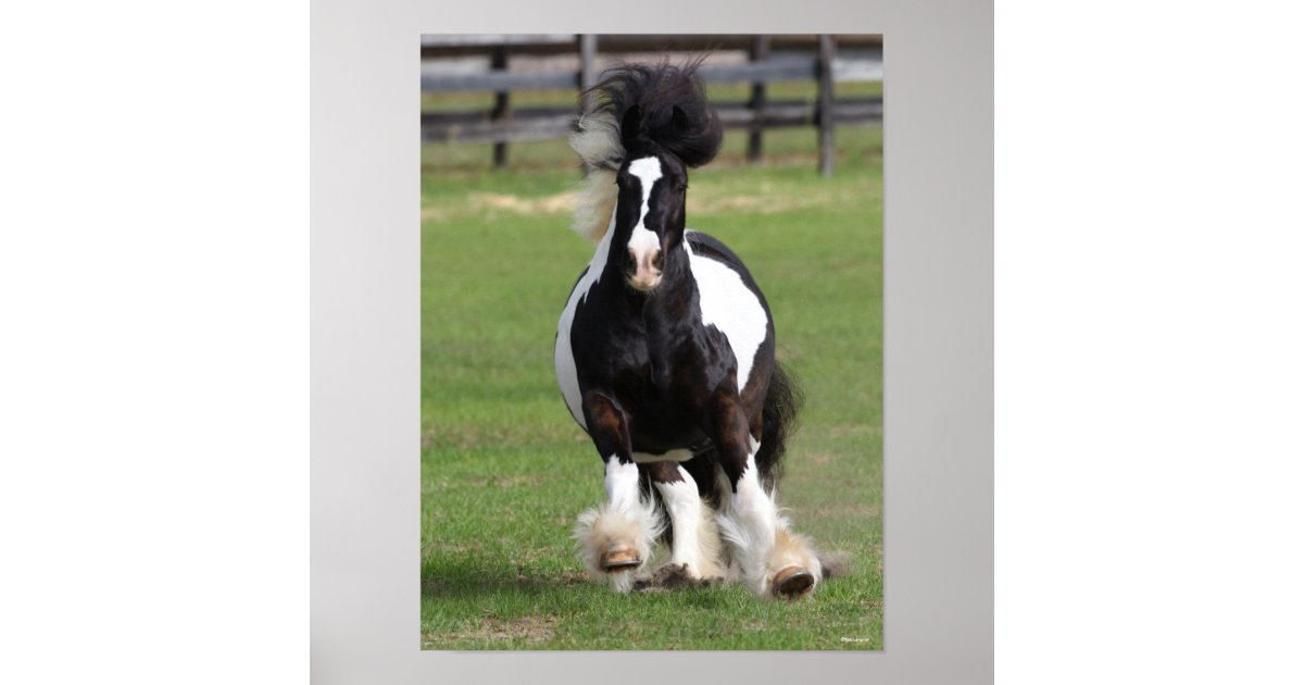 Bob Langrish | Gypsy Vanner Running Poster | Zazzle