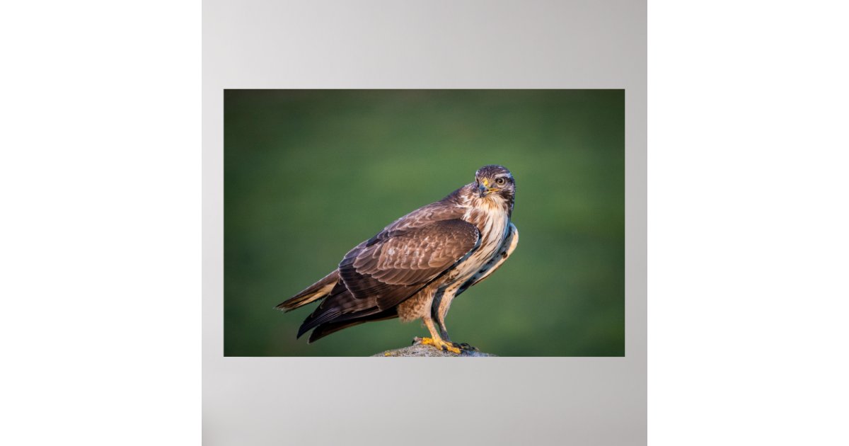 Buzzard Poster | Zazzle