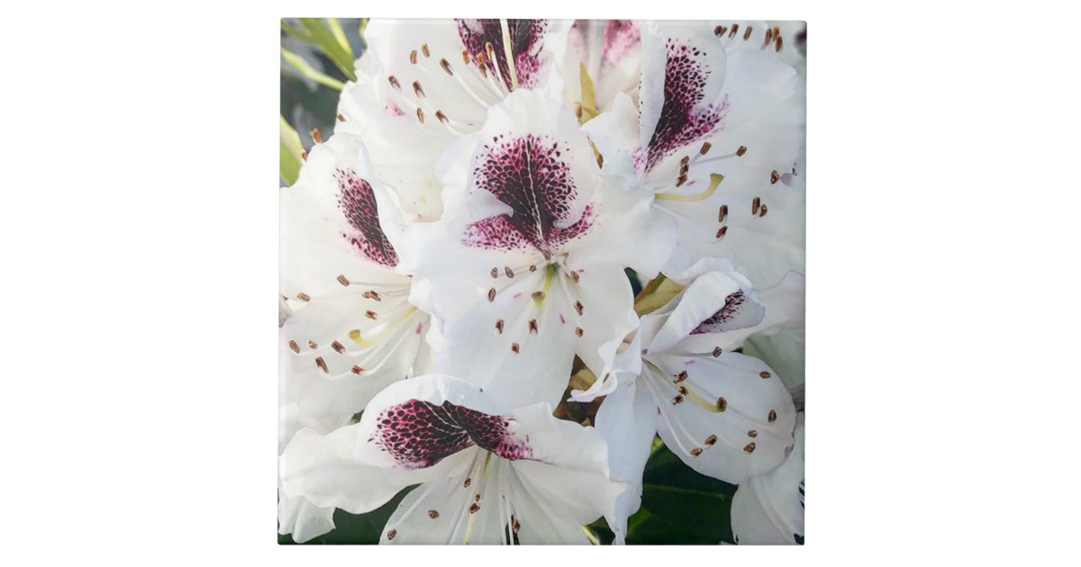 Calsap Rhododendrons Tile | Zazzle