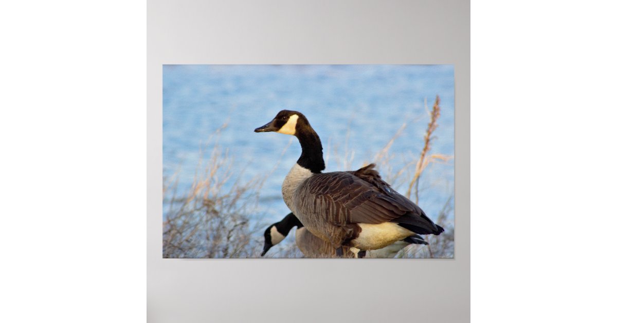 Canada Geese Poster | Zazzle