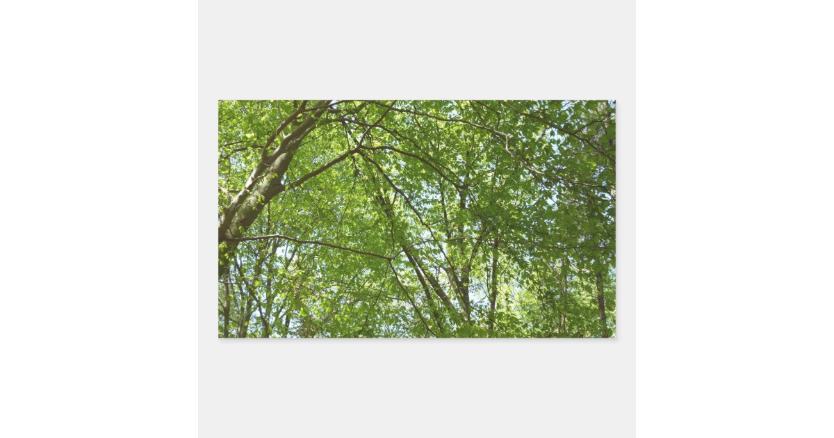 Canopy of Spring Leaves Green Nature Scene Sticker | Zazzle