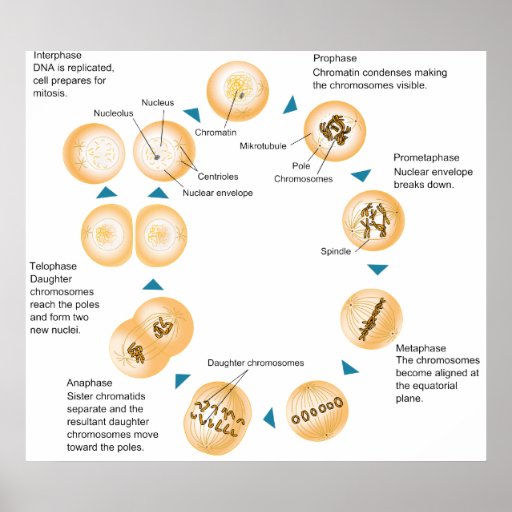Cellular Mitosis Schematic Diagram Poster | Zazzle