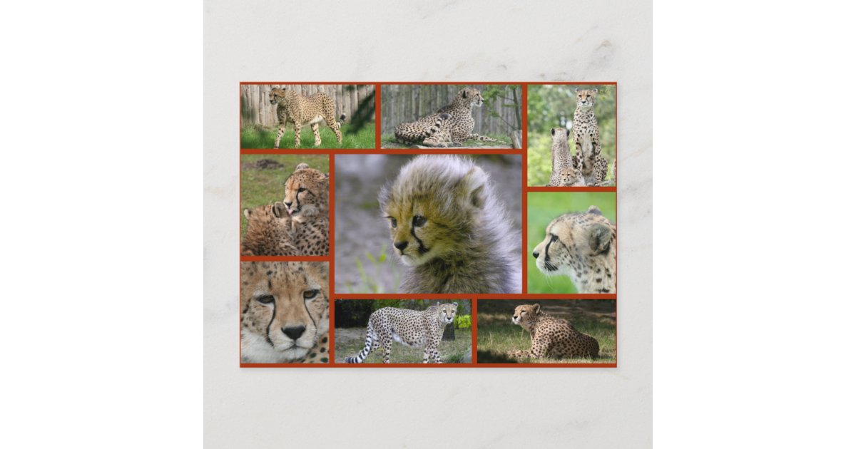 Cheetah-Collage 001 Poster Announcement Postcard | Zazzle