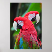 Tropical Parrot Posters, Prints & Poster Printing | Zazzle CA