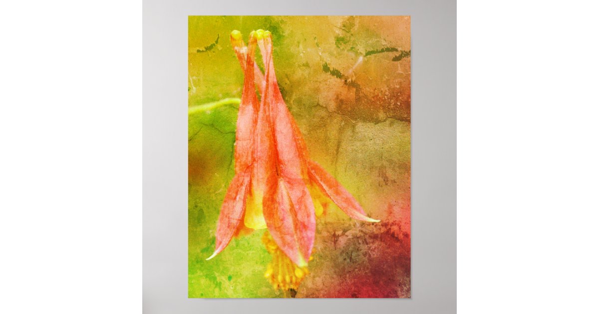 Columbine Flower Abstract Poster | Zazzle