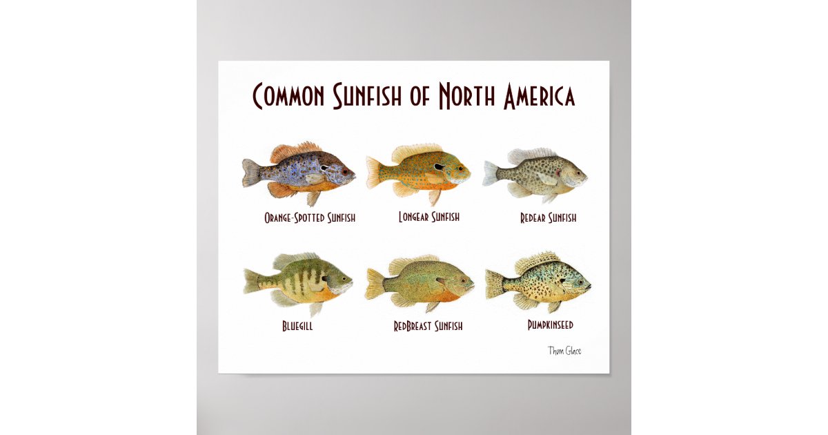 Common Sunfish of North America.. Poster | Zazzle