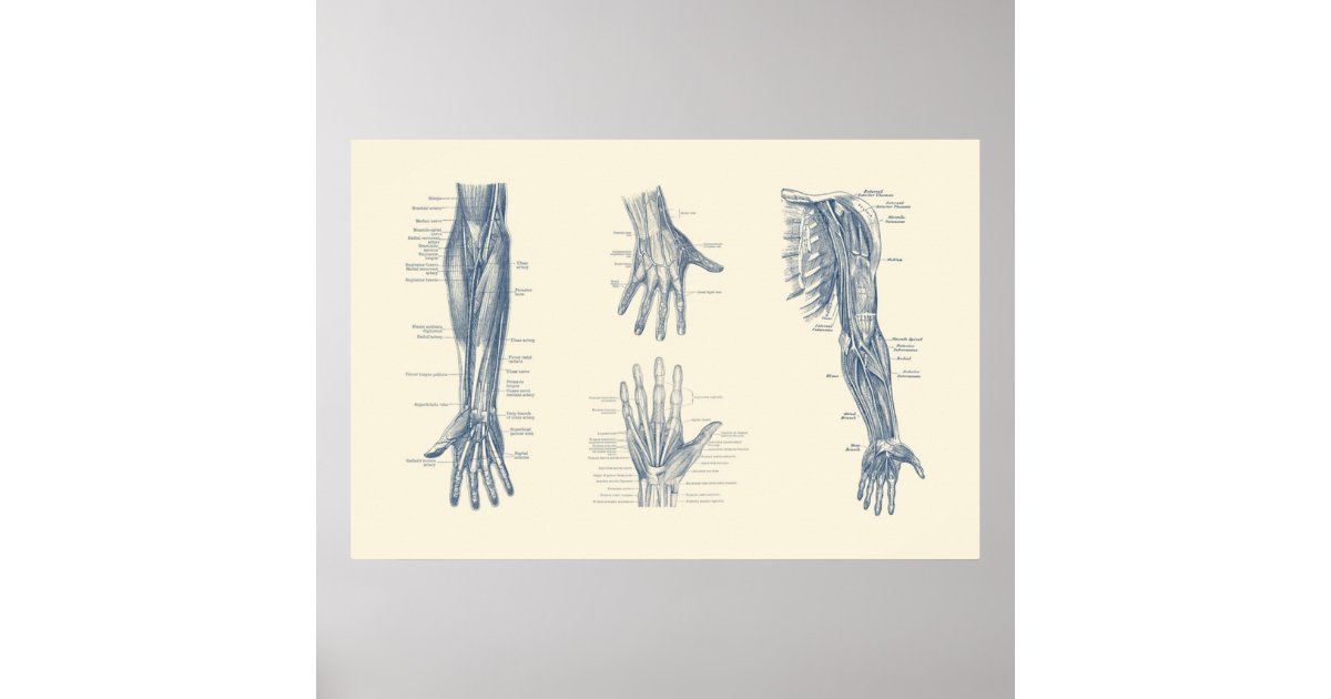 Complete Arm and Hand Diagram Poster | Zazzle