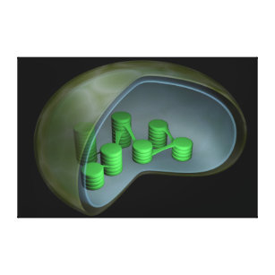 Chloroplast Posters, Prints & Poster Printing | Zazzle CA