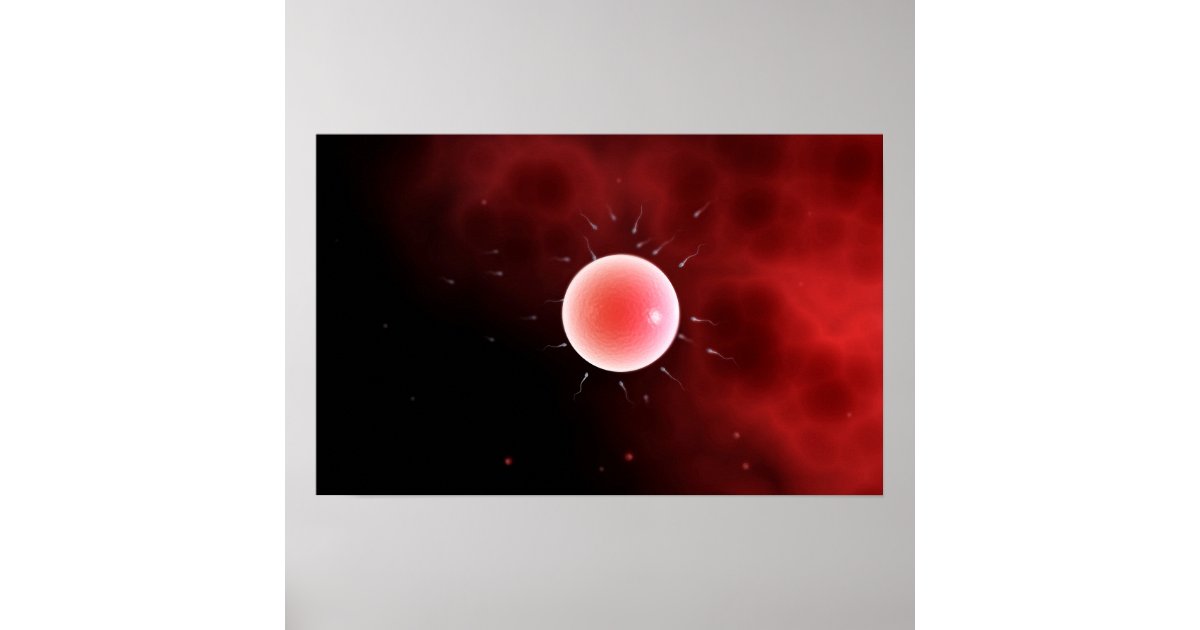 Conceptual Image Of Common Fertilization Poster | Zazzle