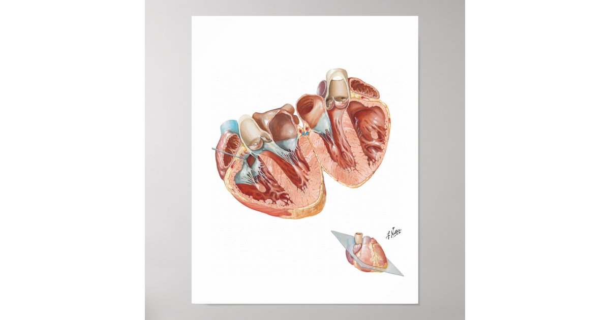 Cross-Section of Heart by Frank H. Netter, MD Poster | Zazzle