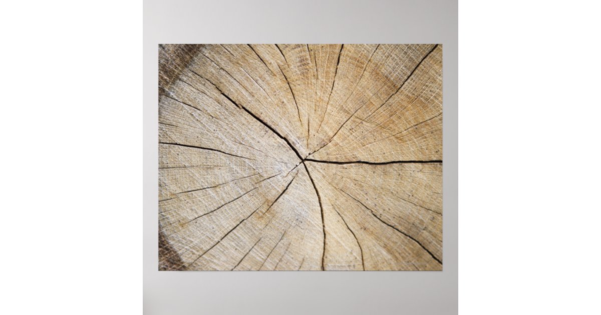 Cross section of tree trunk poster | Zazzle