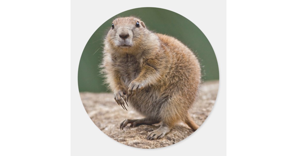 Curious Prairie Dog Sticker | Zazzle