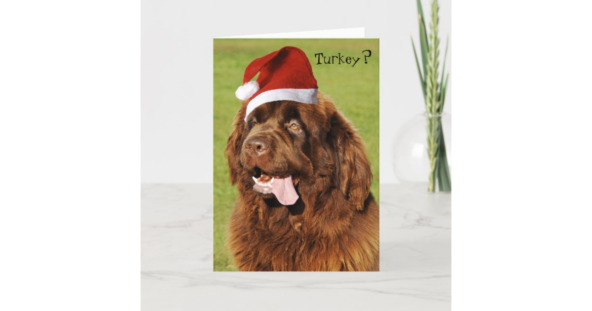 Custom Newfoundland Christmas card 2 | Zazzle