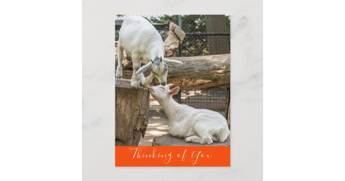 Cute Cuddling Goats Thinking of You Postcard | Zazzle
