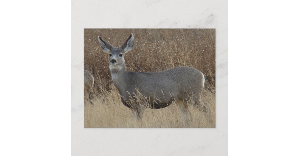 D14 Mule Deer Doe Postcard | Zazzle
