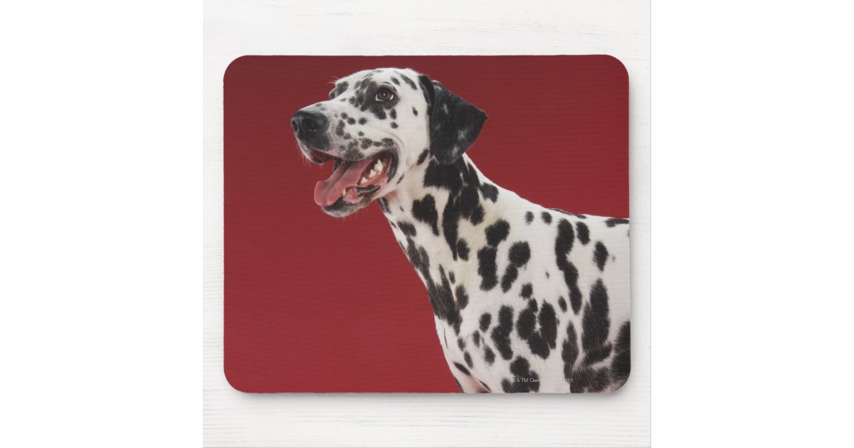 Dalmatian Mouse Pad | Zazzle