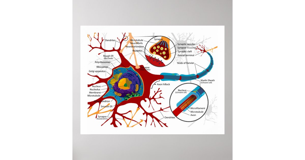 Diagram of Neurons Nerve cells Poster | Zazzle