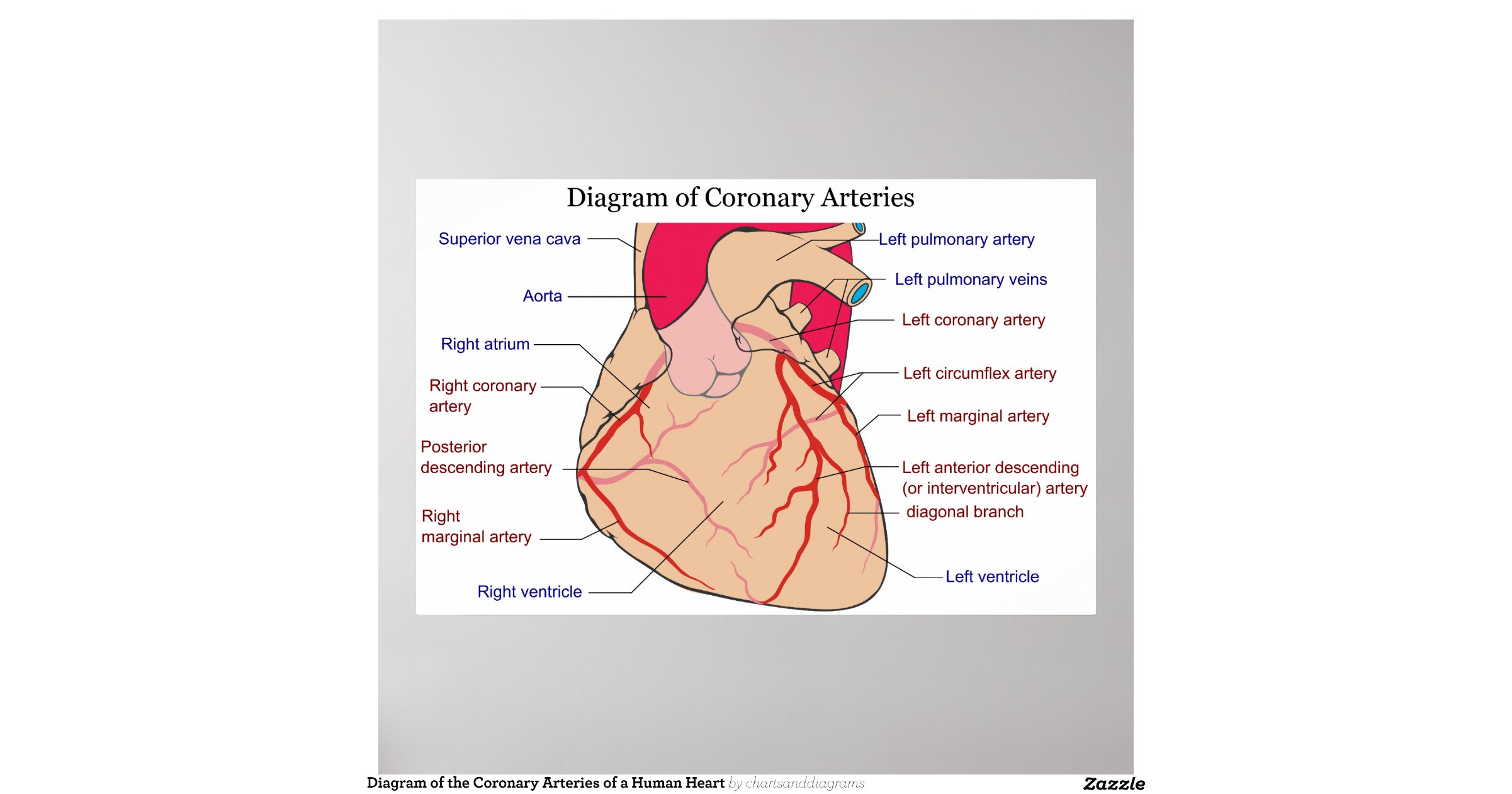 Diagram of the Coronary Arteries of a Human Heart Poster | Zazzle