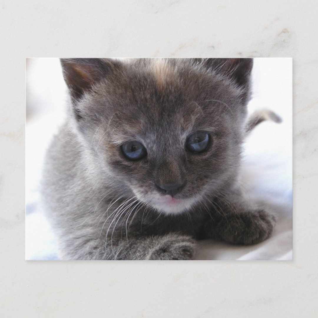 Dilute Tortoiseshell Kitten Postcard | Zazzle