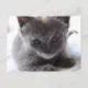 Dilute Tortoiseshell Kitten Postcard | Zazzle