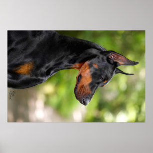 Doberman Posters, Prints & Poster Printing | Zazzle CA