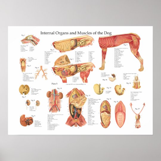 Dog Internal Organ Anatomy Poster Chart | Zazzle.ca